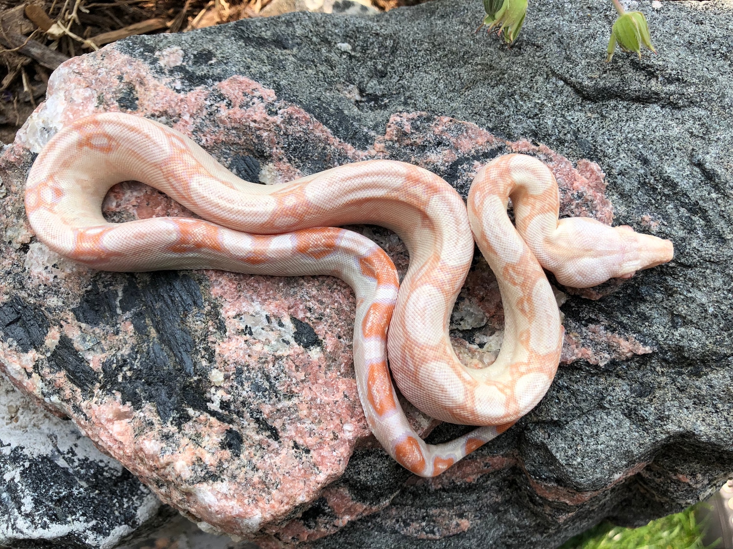 Albino Het Anery Boa Constrictor by Twisted Genetics - MorphMarket