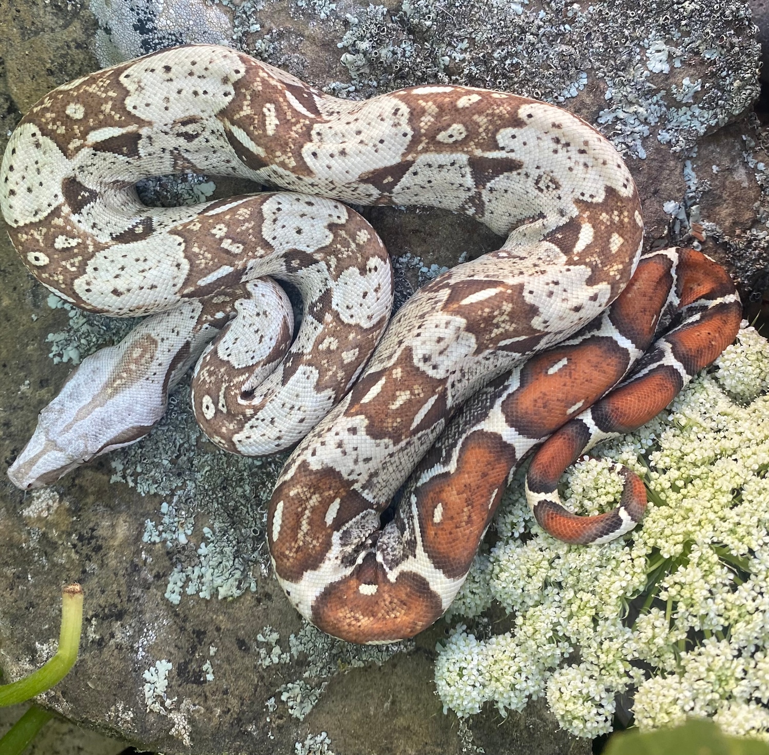 VPI Boa Constrictor by Twisted Genetics - MorphMarket