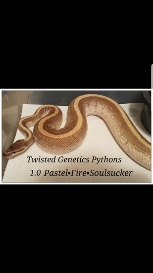 Pastel Fire Soulsucker Ball Python by Twisted Genetics Pythons llc