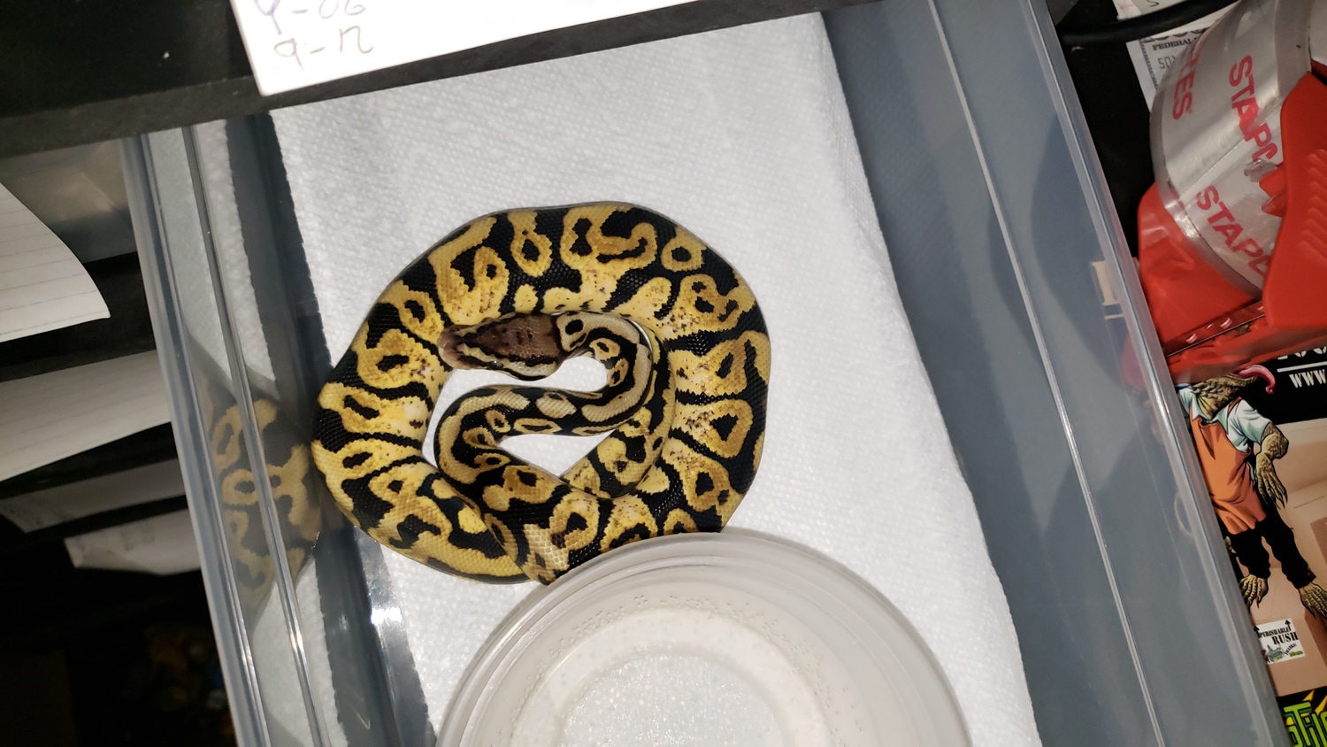 Pastel Spotnose Het Pied 50% Het Puzzle Ball Python by Twisted Reptilez ...