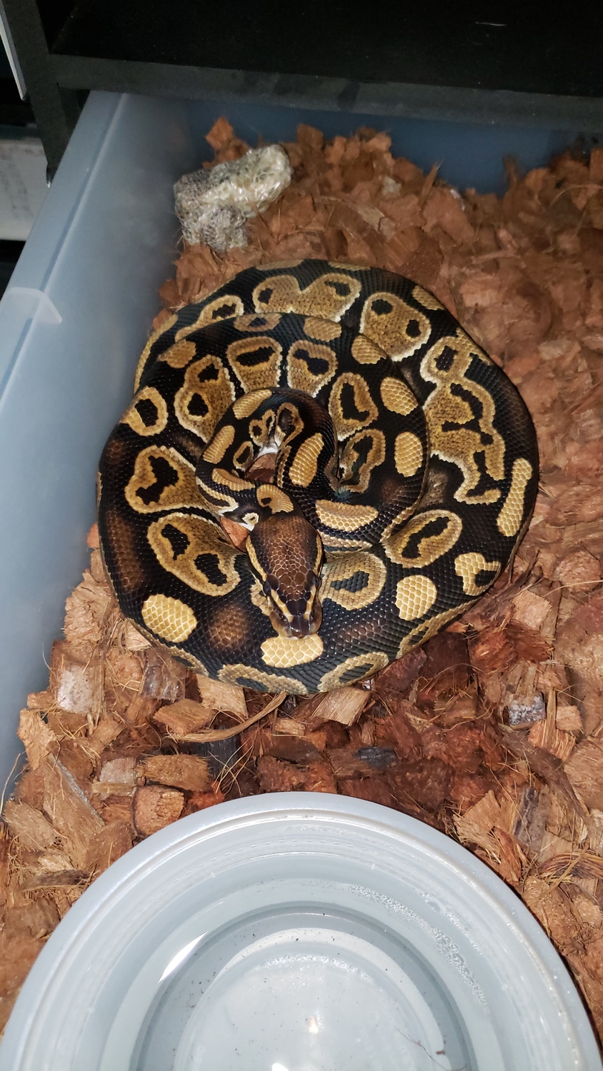 Import X Import Ball Python by Twisted Reptilez - MorphMarket