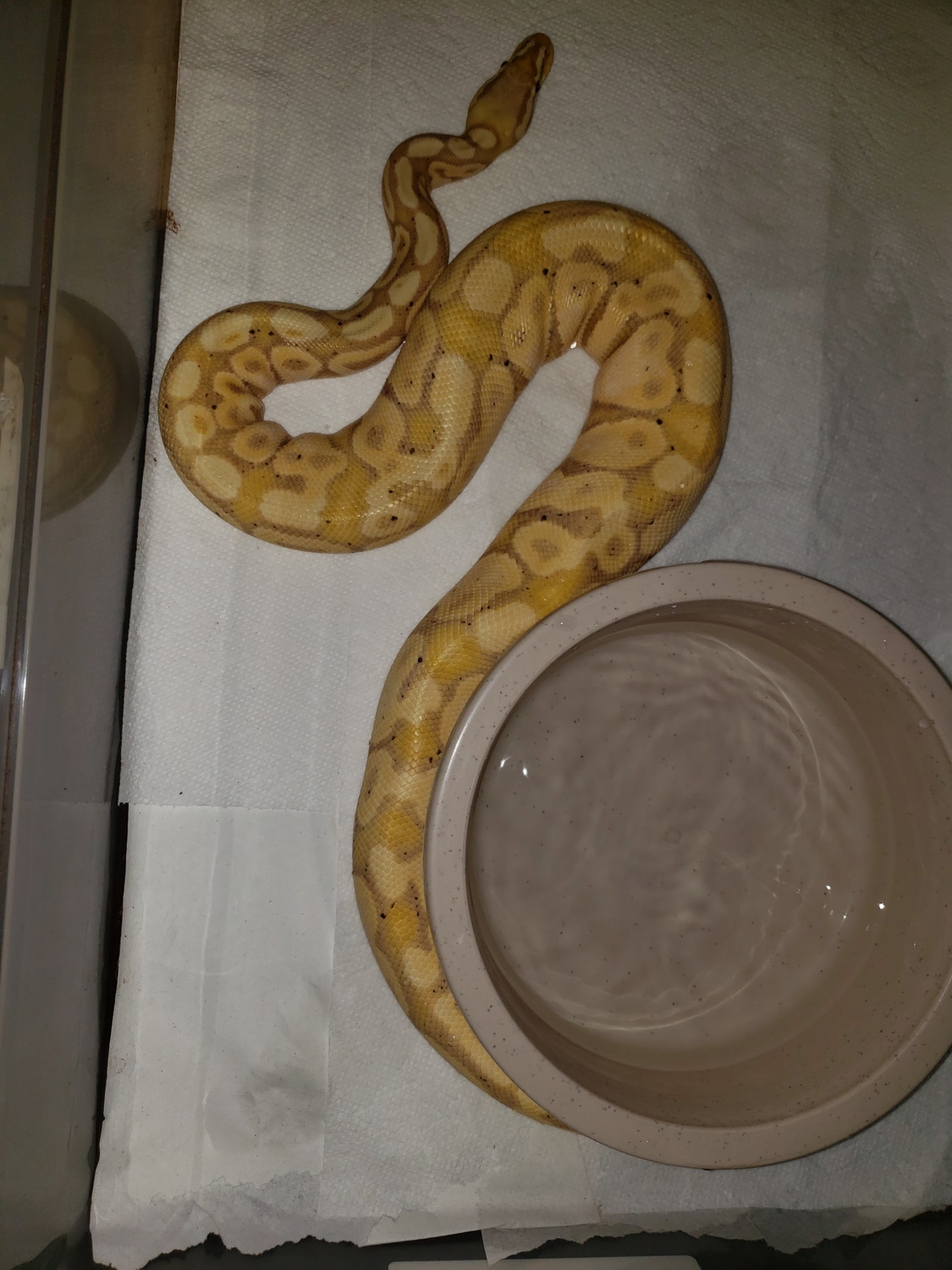 Banana Super Pastel Ball Python by Twisted Reptilez - MorphMarket