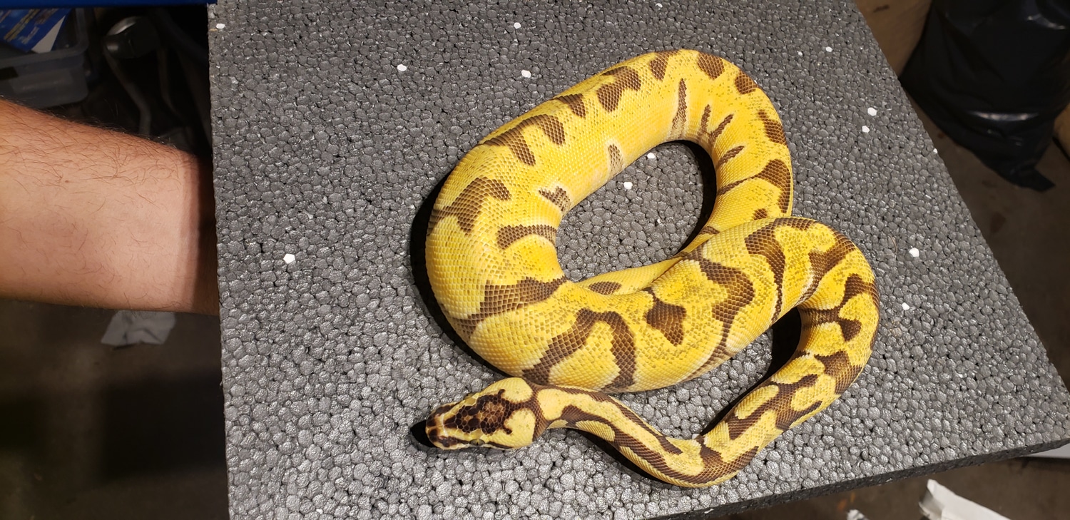 Super Enchi Pastel Pos Het Puzzle Ball Python by Twisted Reptilez ...