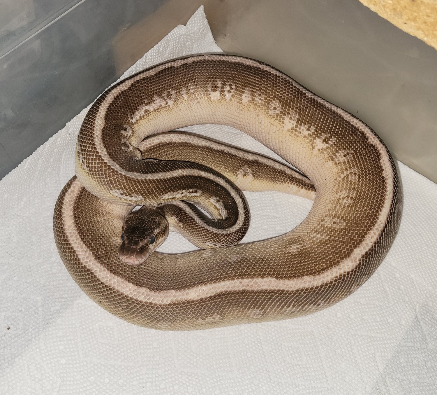 Soul Sucker Mojave Ball Python by Twisted Reptilez - MorphMarket
