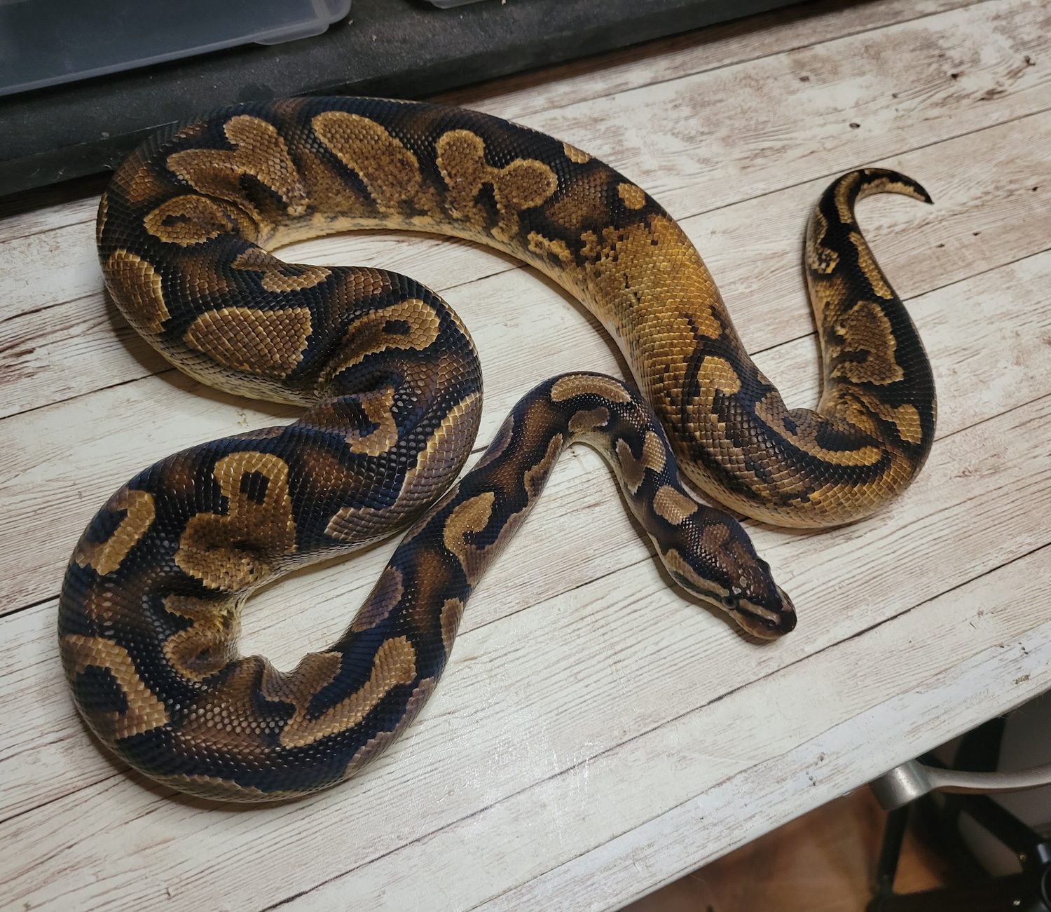 Calico Yellowbelly HRA Ball Python by Twisted Reptilez - MorphMarket