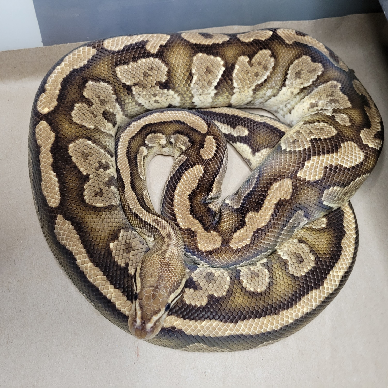 Redstripe Cypress Fire Granite Yellowbelly Ball Python by Twisted ...