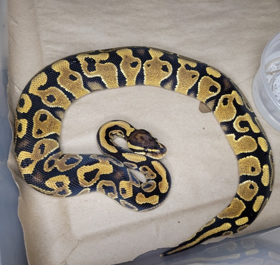Yellowbelly HRA Ball Python by Twisted Reptilez