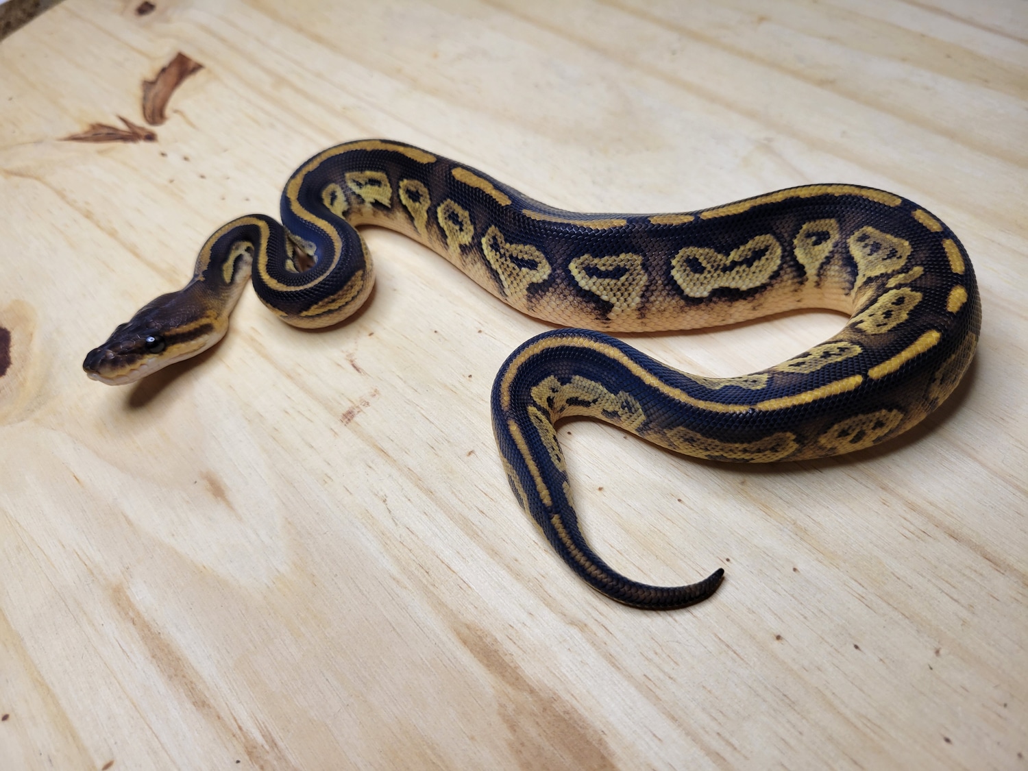 Bongo Yellowbelly Pos Redstripe Het Clown Ball Python by Twisted ...