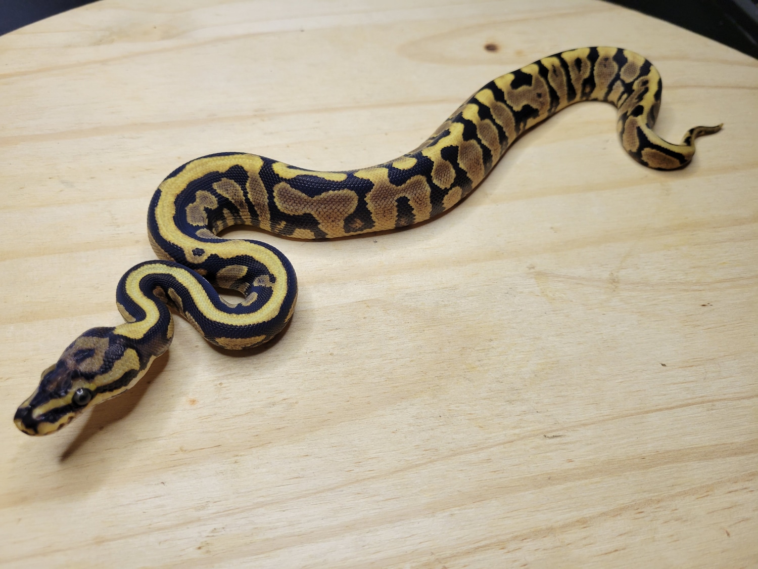 Spotnose YB/Gravel 66% Het Puzzle Ball Python by Twisted Reptilez ...