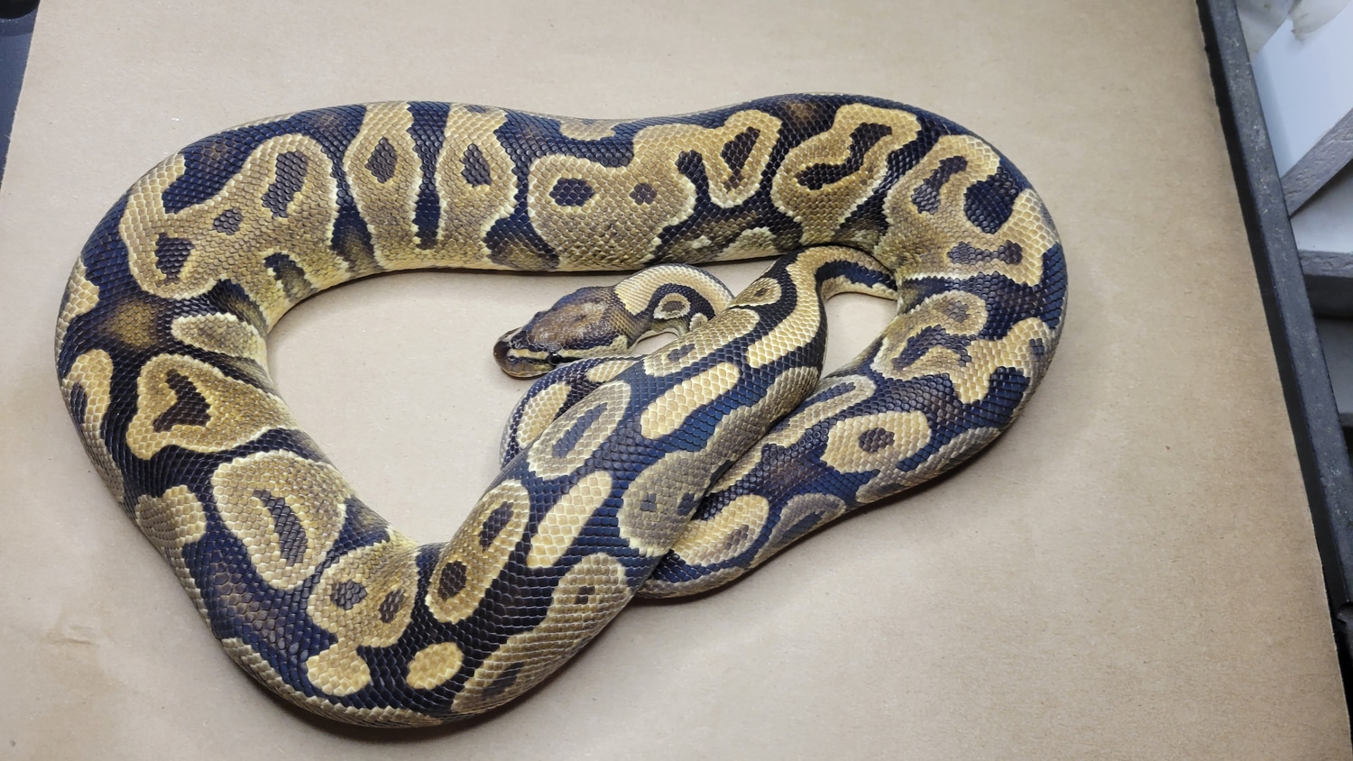 Yellowbelly HRA Ball Python by Twisted Reptilez - MorphMarket