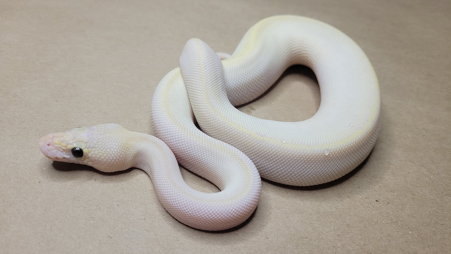 Ivory Lesser Pos Pastel Bongo HRA Ball Python by Twisted Reptilez ...