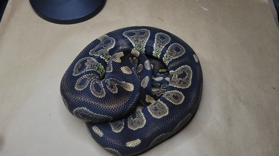 Chocolate Or Sable Pos Skiá Ball Python by Twisted Reptilez