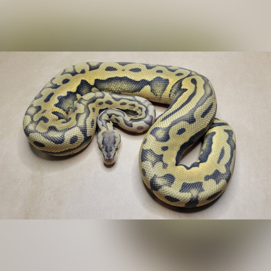 Super Pastel Puzzle 100% Het Pied Ball Python by Twisted Reptilez