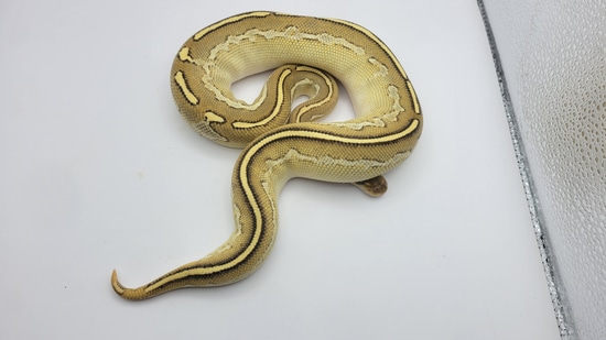 Bongo Hra Lesser Yellowbelly Ball Python by Twisted Reptilez