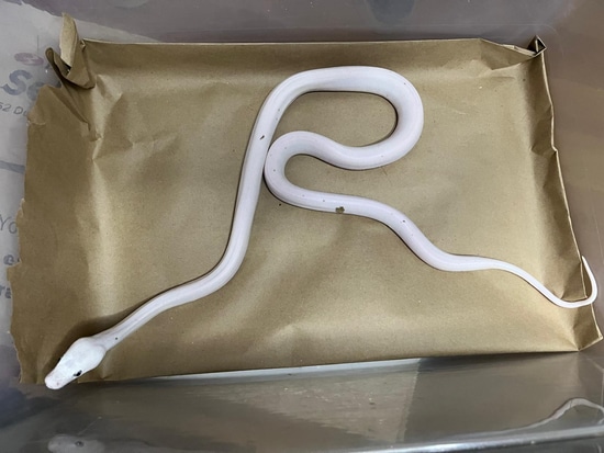 Goldenchild Cow Paradox Pos Sunfire Reticulated Python by Twisted Reptilez