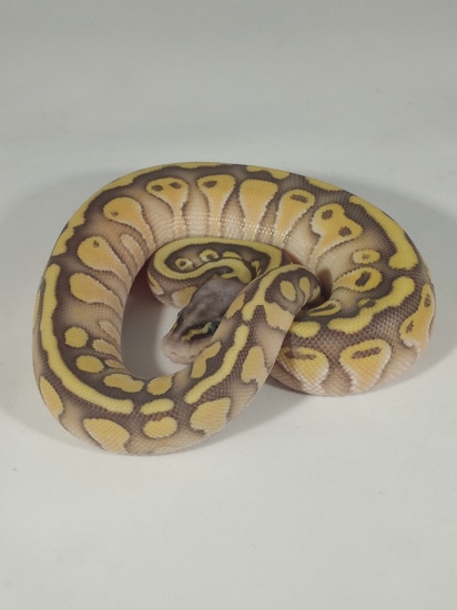Super Pastel Lesser Ball Python by Twisted Sisters Reptiles