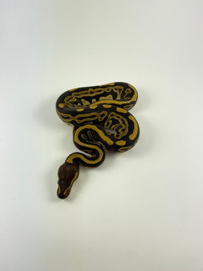 Leopard Ball Python by Twisted Tails - Quality Ball Pythons