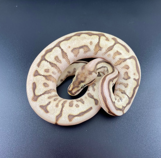 Leopard Lesserbee YB/Specter Ball Python by Twisted Tails - Quality Ball Pythons