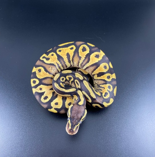 Pastel YB/Specter Ball Python by Twisted Tails - Quality Ball Pythons