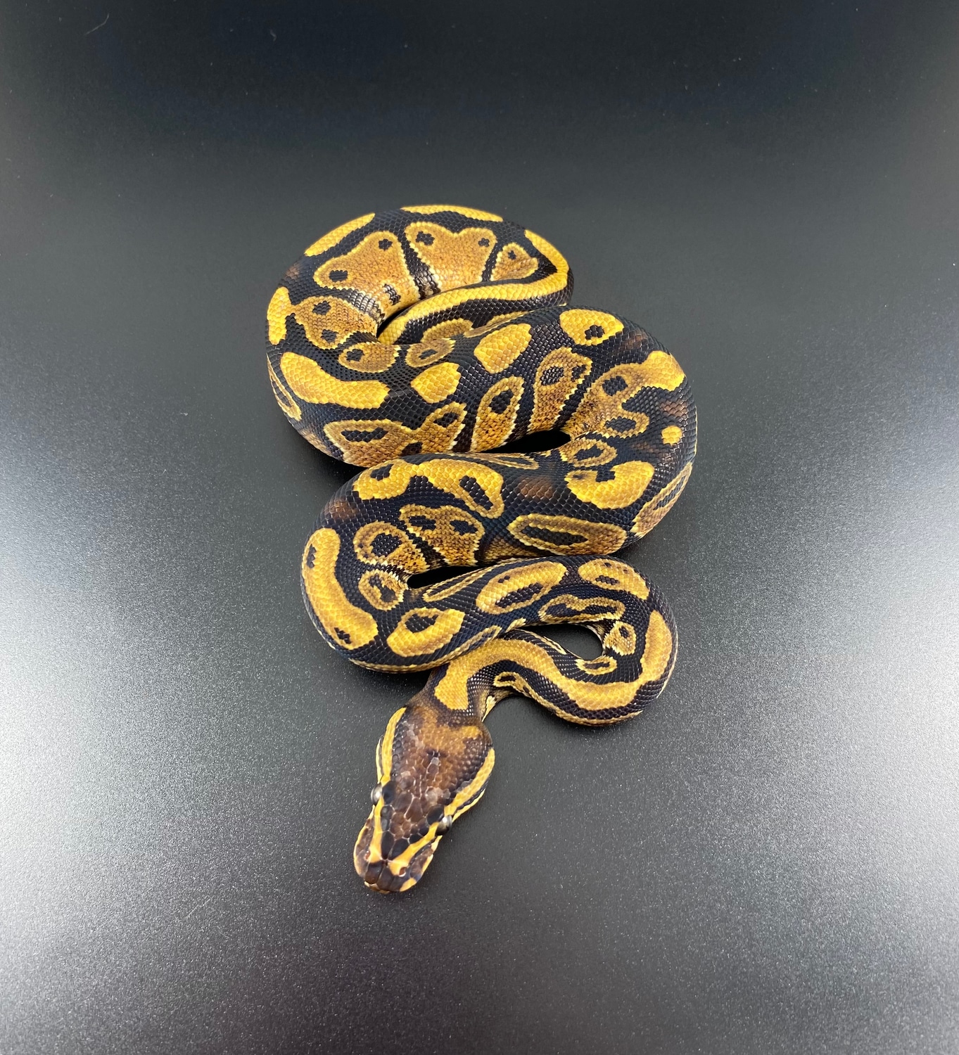 YB/Specter Ball Python by Twisted Tails - Quality Ball Pythons ...