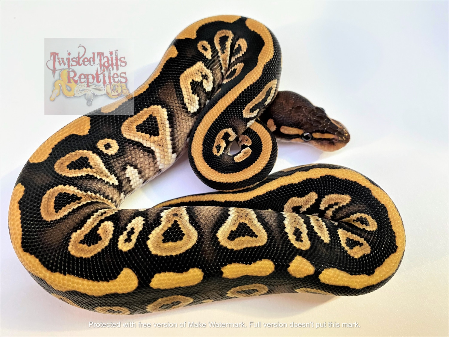 Mystic Ball Python by Twisted Tails Reptiles - MorphMarket