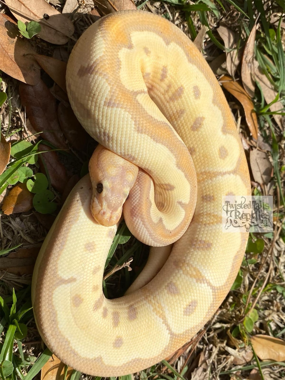 Banana Clown Ball Python by Twisted Tails Reptiles - MorphMarket