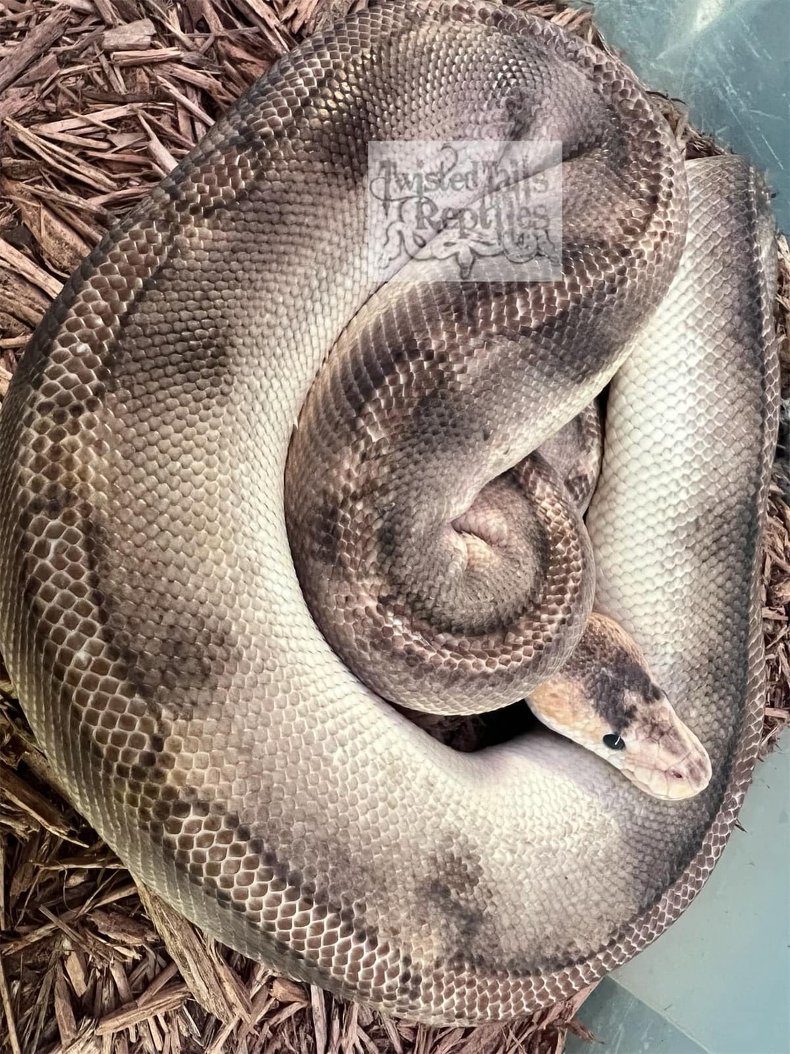 Champagne Spotnose Ball Python by Twisted Tails Reptiles - MorphMarket
