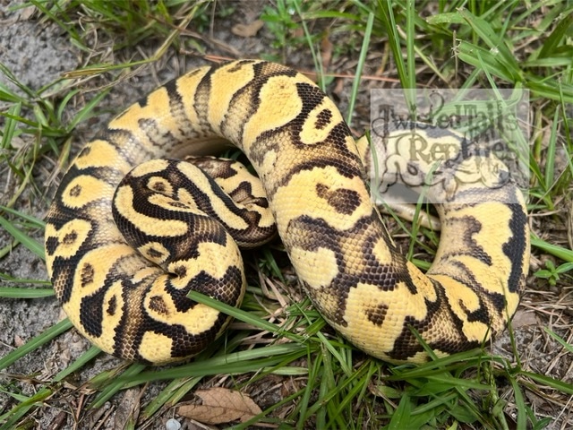 Firefly Possible Calico Ball Python by Twisted Tails Reptiles - MorphMarket