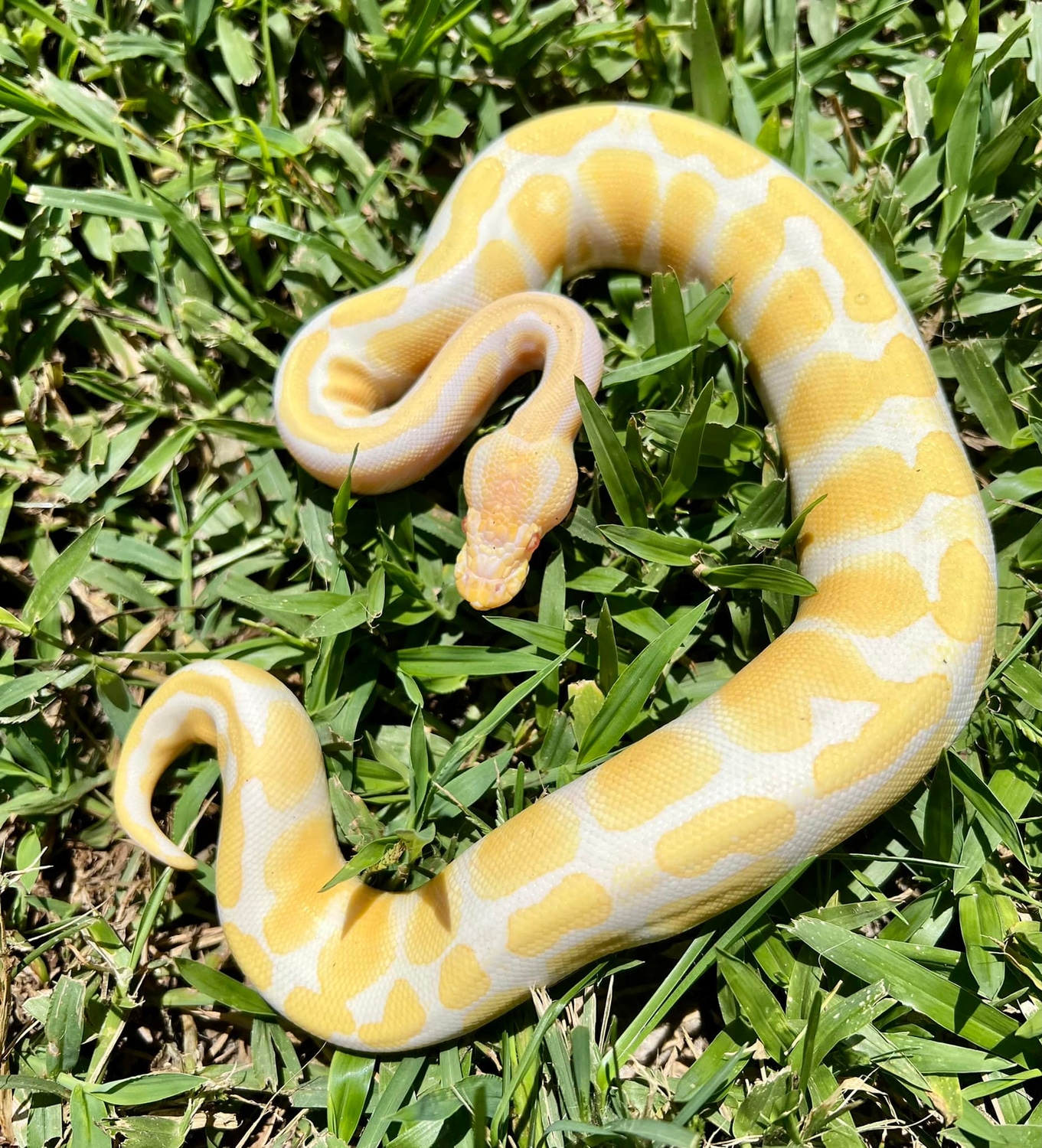 Albino Enchi Ball Python by Twisted Tails Reptiles - MorphMarket