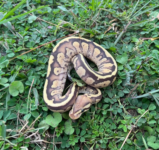 Disco Shrapnel Ball Python by Twisted Tails Reptiles