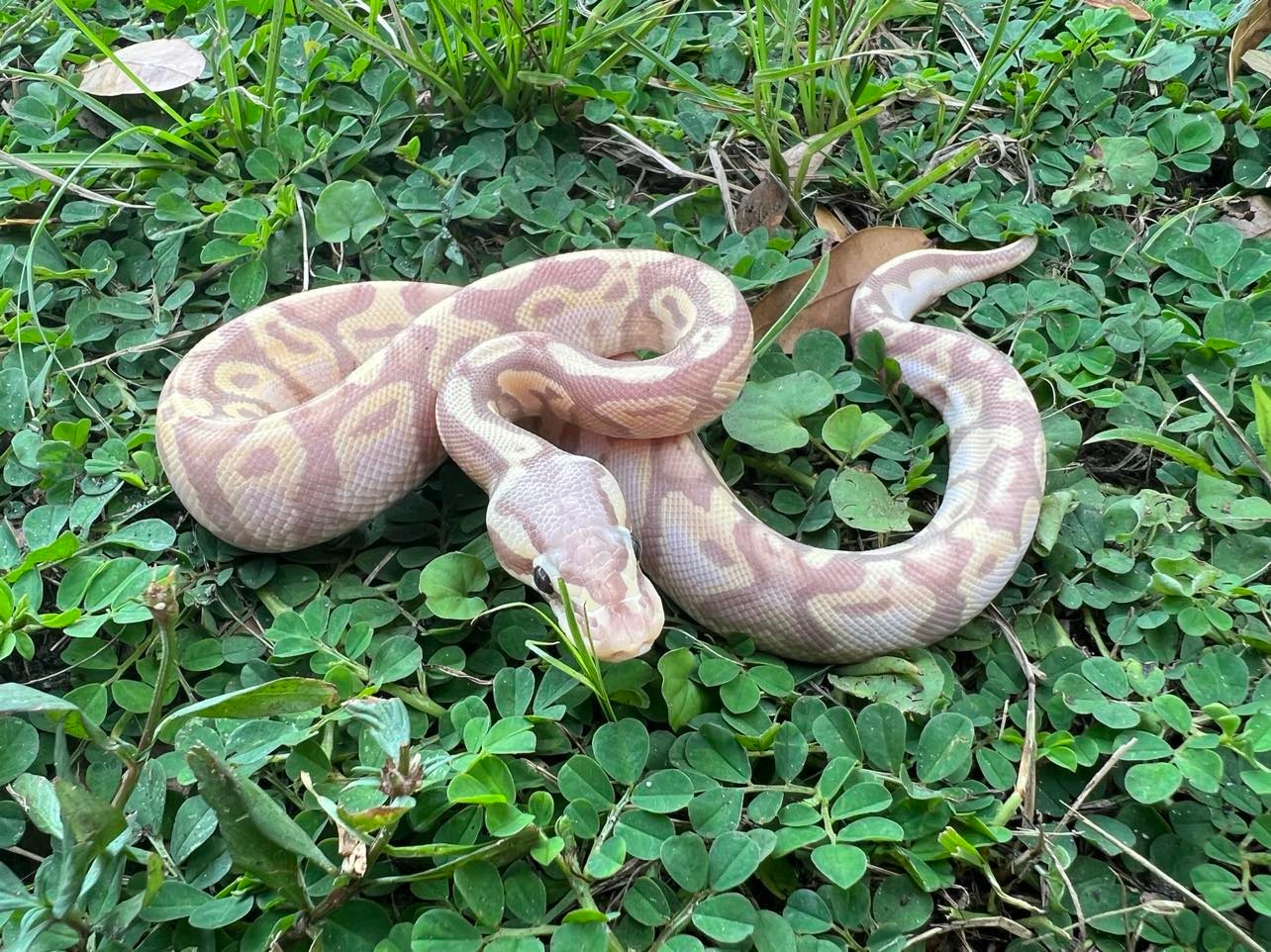Pastel Calico Coralglow Ball Python by Twisted Tails Reptiles - MorphMarket