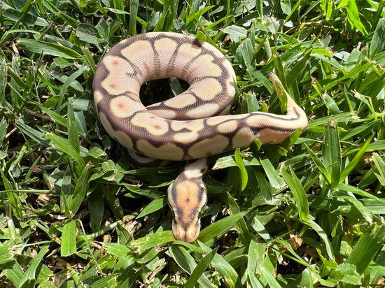 OD X Treme Gene Spotnose Butter Spider Ball Python by Twisted Tails Reptiles