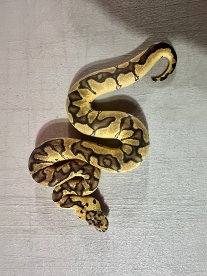 Pastel Enchi Clown Ball Python by Twisted Tails Reptiles