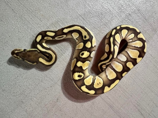 Orange Dream Butter Ball Python by Twisted Tails Reptiles