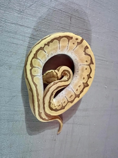 Super X Treme Gene Orange Dream Butter Ball Python by Twisted Tails ...