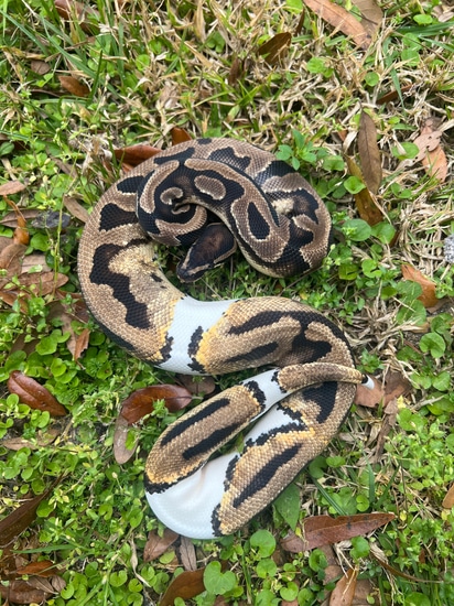 Leopard Pied Ball Python by Twisted Tails Reptiles