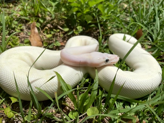 Ivory Ball Python by Twisted Tails Reptiles