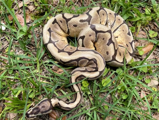 Mocha Spider Possible X-treme Gene Ball Python by Twisted Tails Reptiles