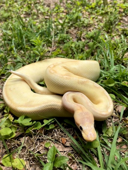 Coralglow Champagne Ball Python by Twisted Tails Reptiles
