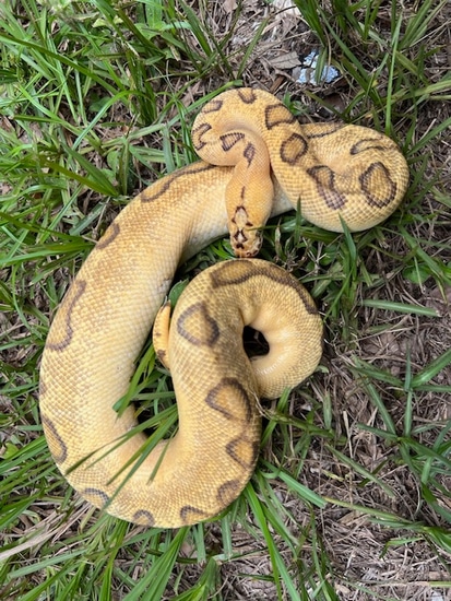 Super Pastel Super Enchi Clown Ball Python by Twisted Tails Reptiles