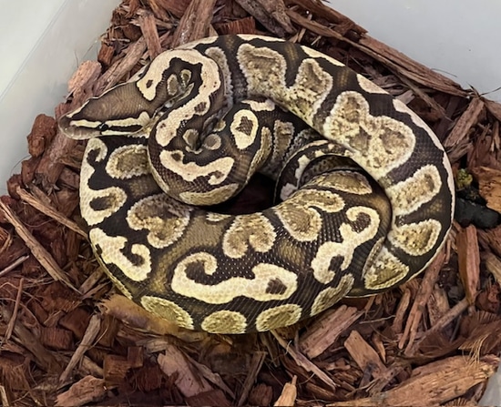 GHI Calico Xtreme Gene Ball Python by Twisted Tails Reptiles