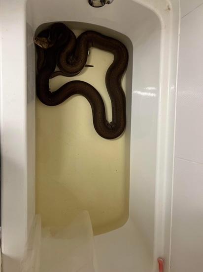 Titanium Reticulated Python by Tj’s boas