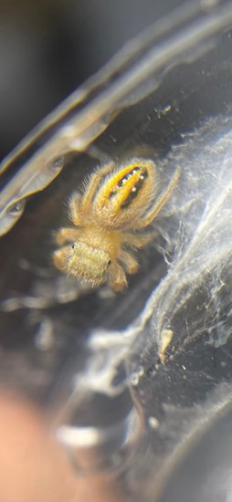 Phidippus Pius Jumping Spider by Two Little Spoods LLC