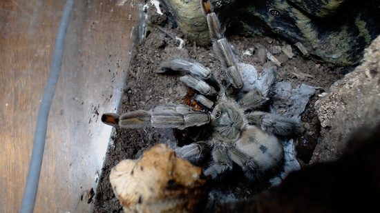 Psalmopoeus Cambridgei (Trinidad Chevron) Tarantula by Two Little ...
