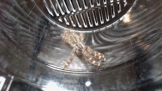 Poecilotheria Vittata (Ghost Ornamental) **LOCAL ONLY** Tarantula by ...