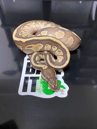 Lesser Yellow Belly Or Specter Ball Python by Two Two Morphs
