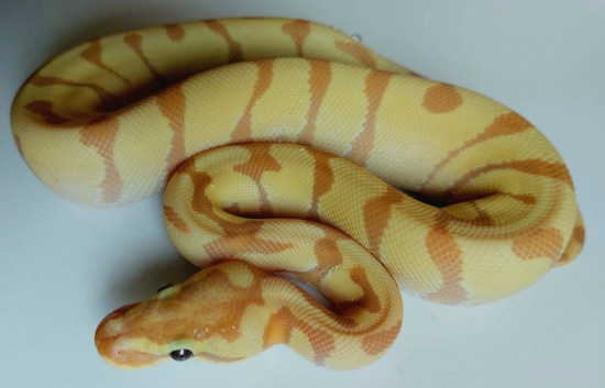 Coral Glow Super Enchi Ghost Ball Python by TW Reptiles UK