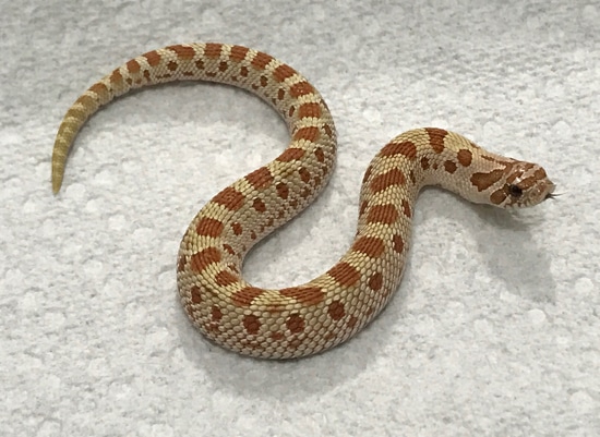 Toffee Belly Anaconda Western Hognose by Travis Whisler Reptiles
