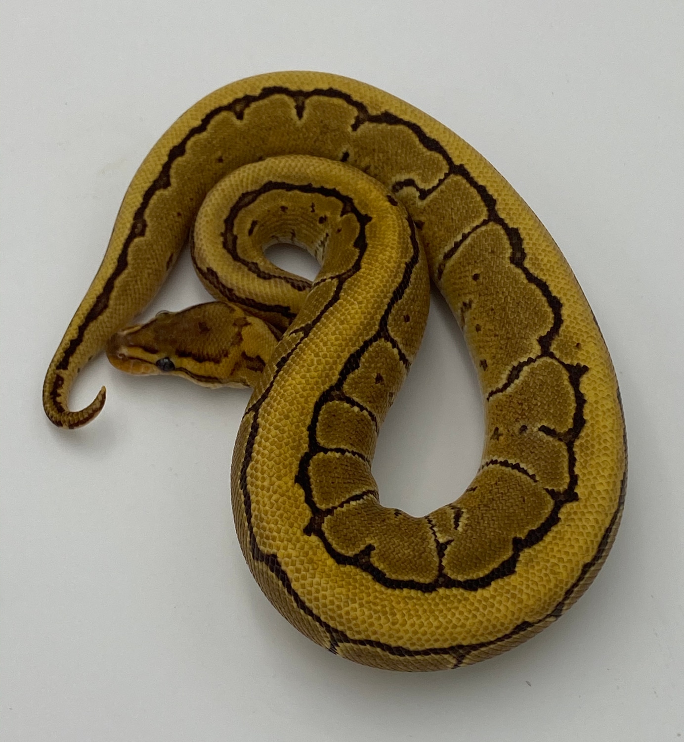Pinstripe Lemonback Ball Python by Travis Whisler Reptiles - MorphMarket