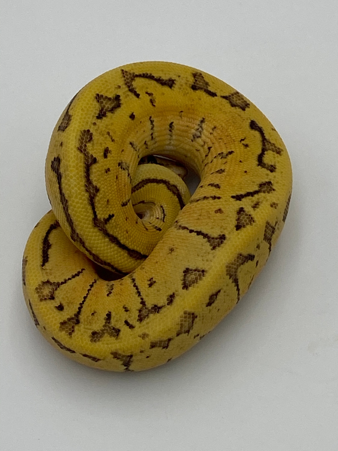 Dragonfly Ball Python by Travis Whisler Reptiles - MorphMarket